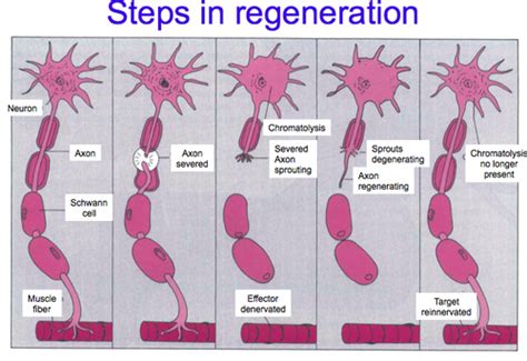 Axonal Transport Axonal Regeneration And Trophic Factors Block 5