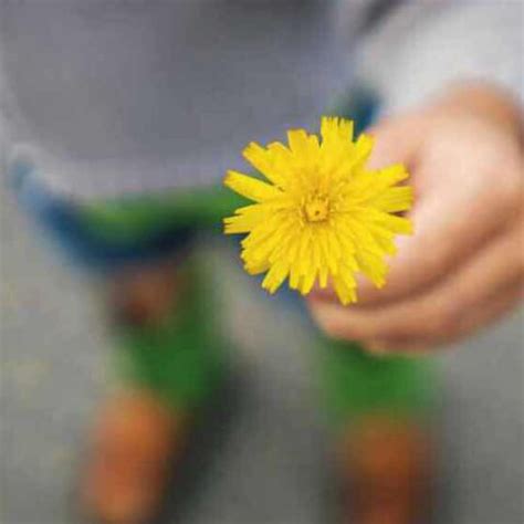 Licheng Wang Northwest A And F University Yangling College Of Plant