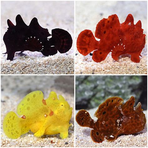 Assorted Angler Seven Seas Aquatics