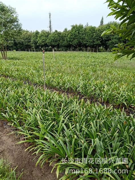 鸢尾栽植时间 鸢尾兰种植时间 鸢尾9月份能移栽 第8页 大山谷图库