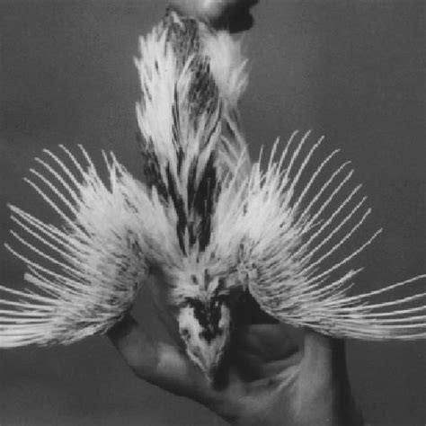 Japanese Quail Silver Mutation From Ubc Si Photo Courtesy Of K Cheng