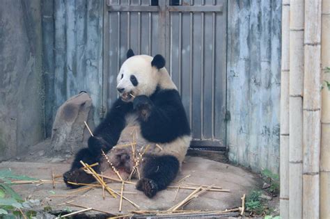 广州动物园熊猫 星一图片浏览 广州动物园熊猫 星一图片下载 酷吧图库