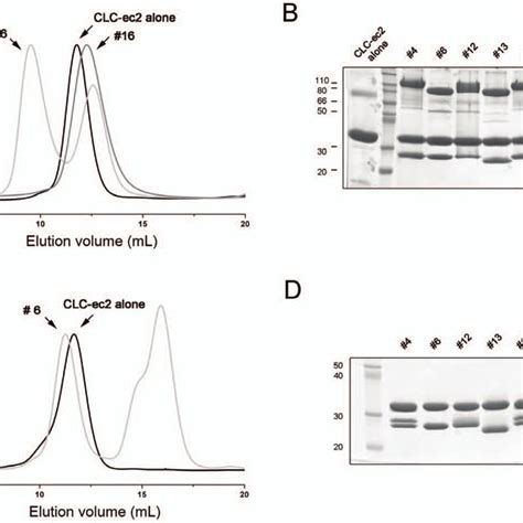 Evaluation Of Membrane Protein Antibody Complexes A Size Exclusion