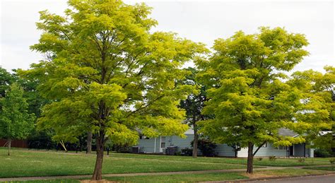 Locust Tree Varieties Popular Types Species With Pictures EmbraceGardening