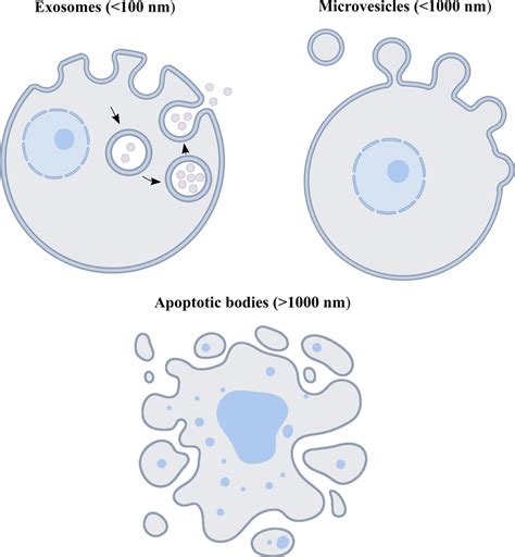 Schematic Diagram Of The Biogenesis Of Exosomes Microvesicles And Download Scientific Diagram
