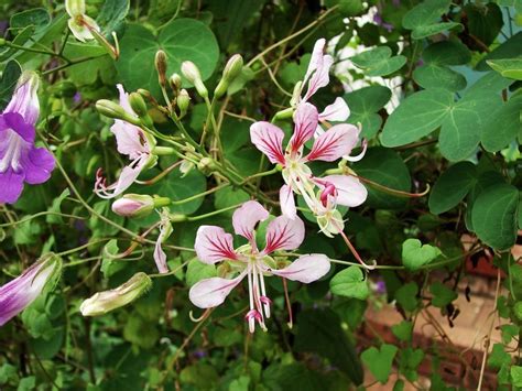 Srn Bauhinia Yunnanensis Hardy Orchid Vine Cold Hardy Seeds Garden