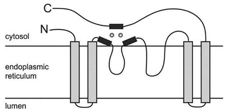 Topology Of Histidine And Iron Domains In Fatty Acid Desaturase Download Scientific Diagram