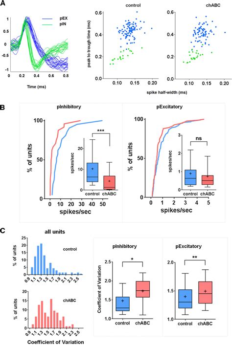 chabc treatment causes reduced inhibitory activity and increased