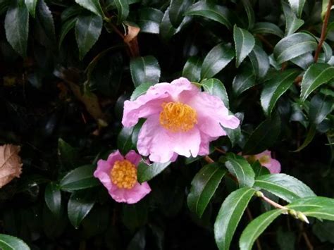 サザンカの花 里山再生計画