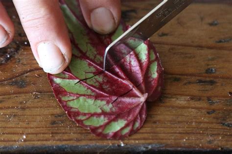 Propagating Begonia Rex Propagation The Gardener The Gardener