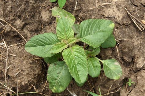 Plant Amaranthus Retroflexus Stock Image Image Of Redroot Common
