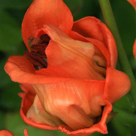 Lily Lilium Tintoretto For Sale Online On Dutch Bulbscom