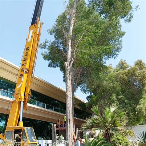 Tree Cutting And Removal Easy Gardens Landscape Works