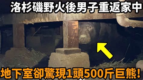 洛杉磯野火後男子重返家中，竟在地下室發現重達500斤的巨熊，當場嚇到報警！不可思議 震撼 救助 洛杉磯野火 洛杉磯山火 新聞