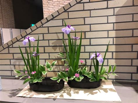 Саруул ухаан Цэцэгс 2