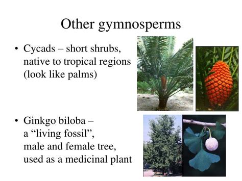 PPT Gymnosperm Intro And Evolution Life Cycle And Reproduction Uses And Significance