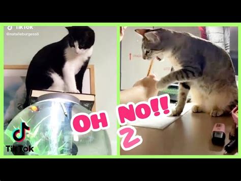 No No No Cat Meme