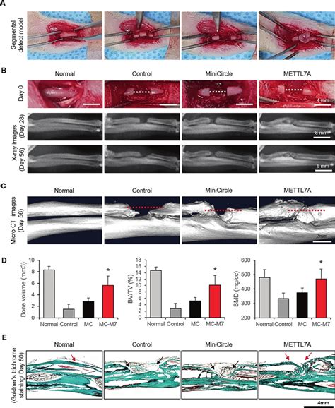 In Vivo New Bone Formation In Segmental Bone Defect Models A Creation