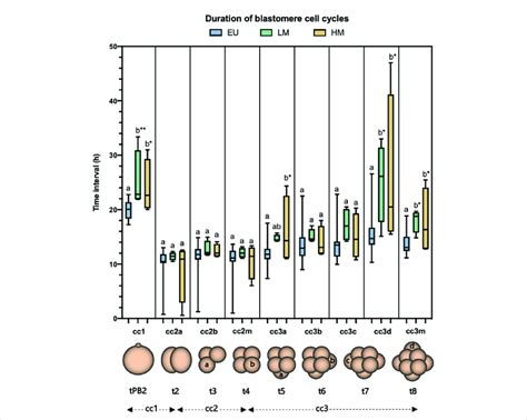 Analysis Of The Duration Of Blastomere Cell Cycles Blastomere Cleavage