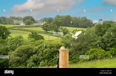 Diva The Barn Owl Tyto Alba In A Fliying Demonstration At The British