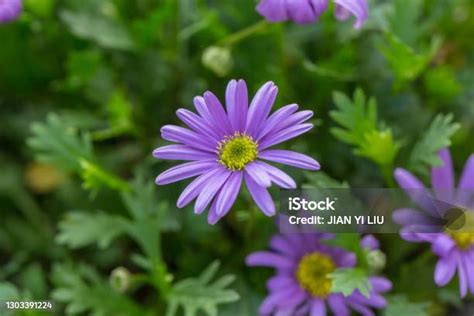 보라색 산 난초 꽃과 녹색 잎 칼리메리스 라우투라나 키탐 0명에 대한 스톡 사진 및 기타 이미지 0명 가을 개화기