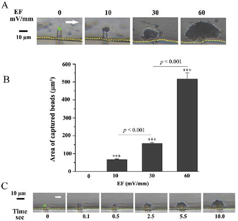 capture of negatively charged polystyrene beads by the tip of the anode