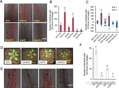 Nature子刊 天津农科院 中国农大等单位合作揭示芽胞杆菌和植物互作新机制 知乎