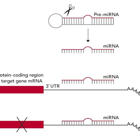 Illustration Showing Steps Of Mirna Binding To The 3 Utr Region Of The