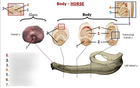 Musculocavernous Peni Horse Diagram Quizlet
