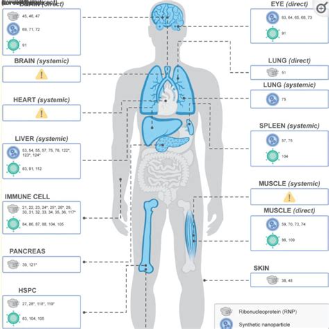Somatic Cell Genome Editing Consortium On Linkedin Crispr Genomeediting