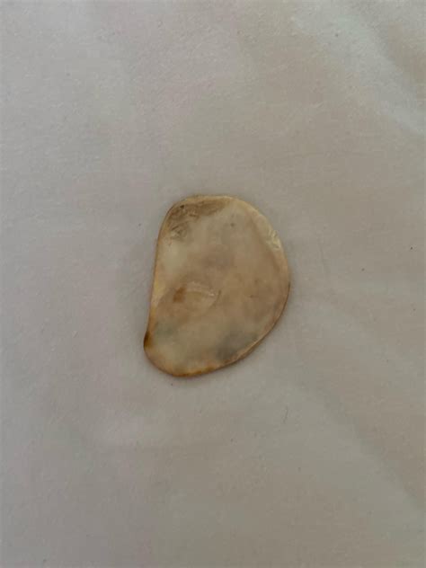 Forbidden Zkittlez X Raspberry Boogie Via Tiki Madman Collab With Mosca Seeds Genetics R Va