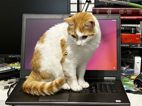 Bojan Tunguz On Twitter Catgpt Yhhrpdud8n Twitter