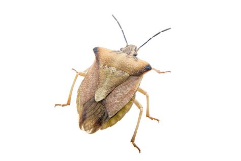 Shield Bug Background Images Hd Pictures And Wallpaper For Free