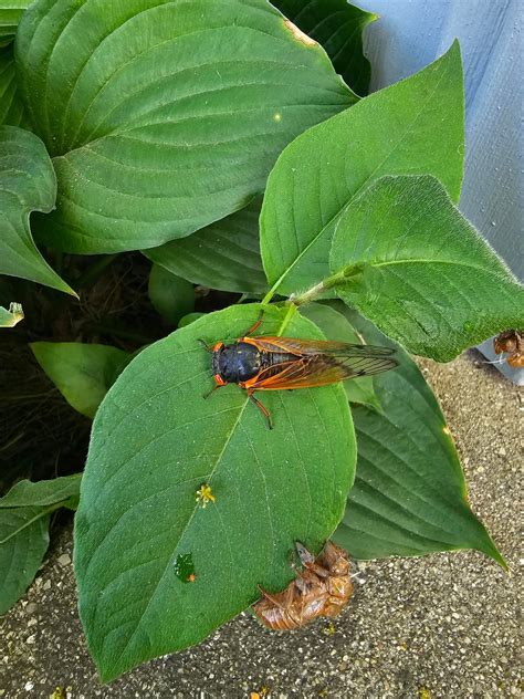 17 Year Cicada Arriving A Year Early R Chicagosuburbs