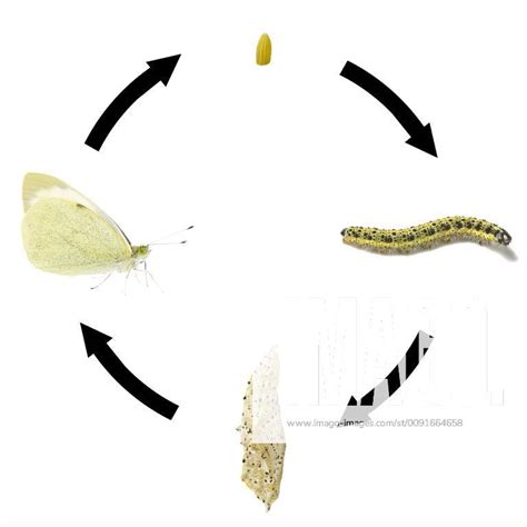 Cabbage White Butterfly Life Cycle