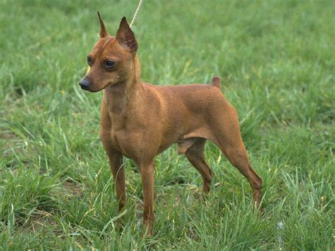Are Miniature Pinschers Smart