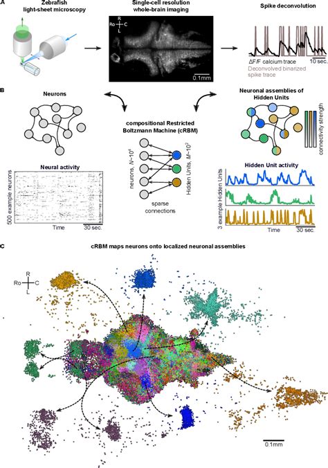 Figure 1 From Compositional Restricted Boltzmann Machines Unveil The Brain Wide Organization Of