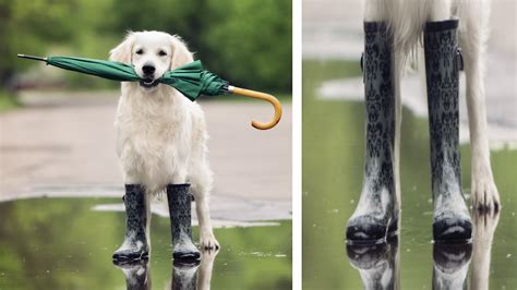 비로부터 주인을 지키기 위해서 무장하고 나온 강아지