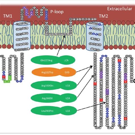 Rpe Cell Functions Crucial For Vision In Combination With Na C Download Scientific Diagram