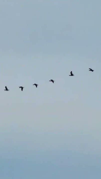기러기떼 의질서있는 이동 Youtube