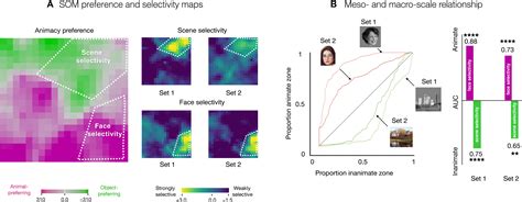 Cortical Topographic Motifs Emerge In A Self Organized Map Of Object Space Science Advances