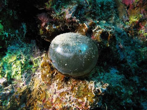 Bubble Algae Explained Habitat Reproduction And Threats