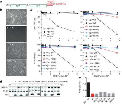 Samhd1 C Terminal Region A The Nlsgfpsamhd1 Ctd Degron Wt Wild Download Scientific