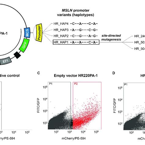 Construction Of The Plasmids And Cells Selection A Scheme Of The Download High