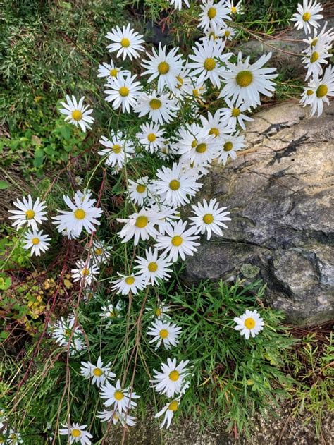 이경복의 아침생각 가을 들꽃 방긋방긋