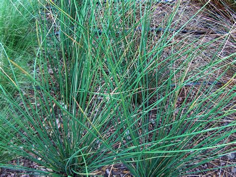 Javelin Juncus At Isaac Dadson Blog