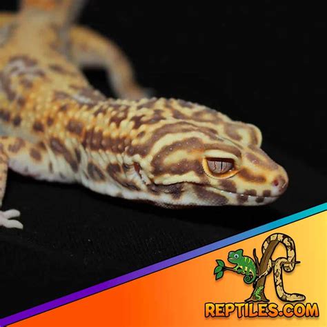 Albino Leopard Geckos For Sale Archives Leopard Geckos For Sale