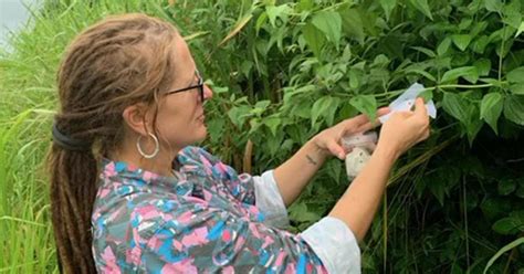 Biological Control Agent Reduces The Spread Of Siam Weed Cairns Local