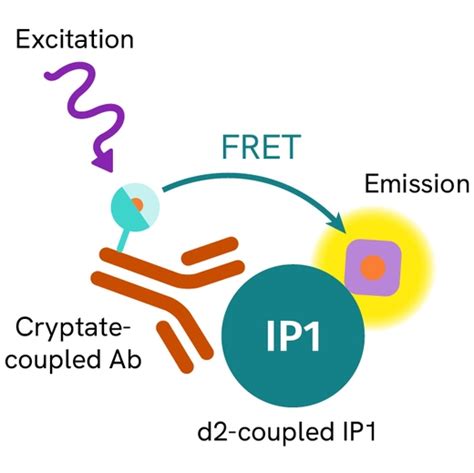 Htrf Ip One Gq Detection Kit 1000 Assay Points Revvity