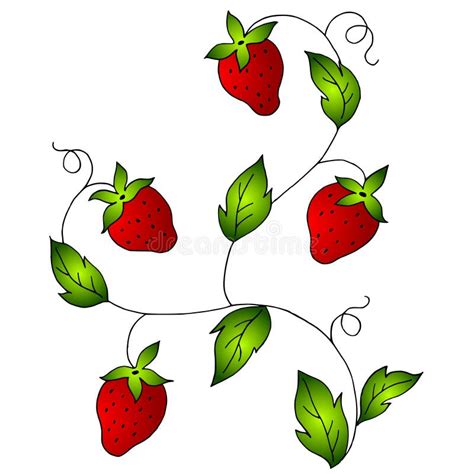 Bright Red Strawberries On Vine Stock Illustration Illustration Of